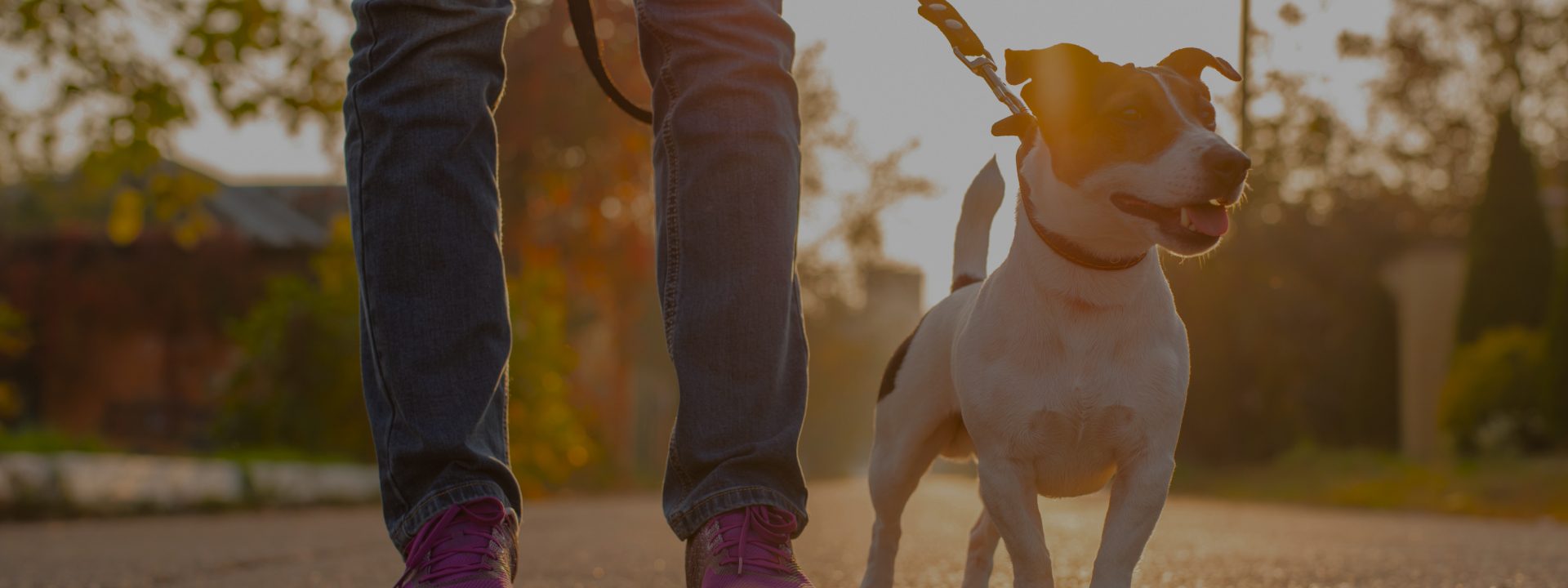 Shop - Matis Pet - Manufacturer of dog gear